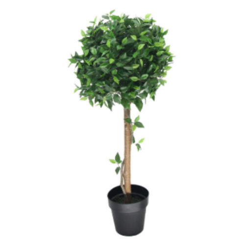Ficus Round Tree Hire Melbourne | Feel Good Events
